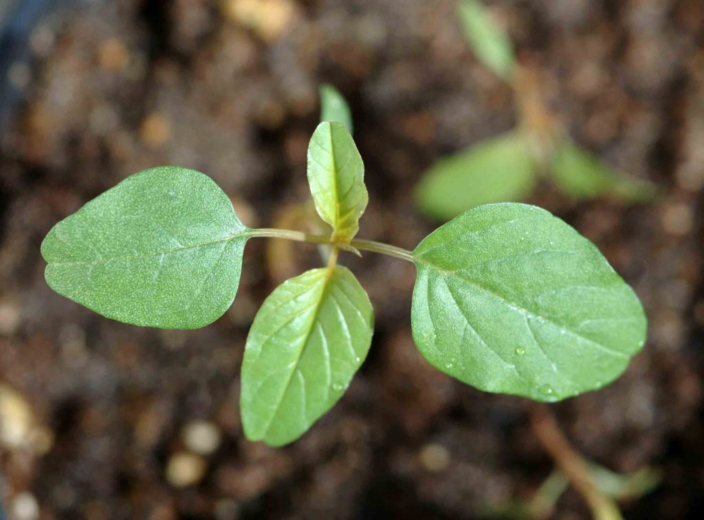 Is it Waterhemp or Palmer Amaranth? - farmdoc