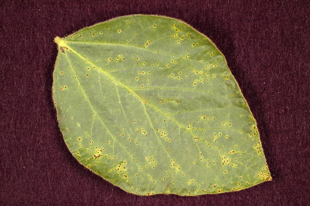 Soybean rust: status and risk - farmdoc