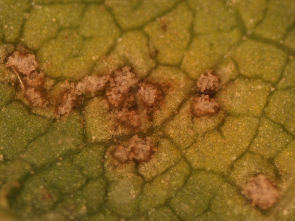 Soybean rust: status and risk - farmdoc
