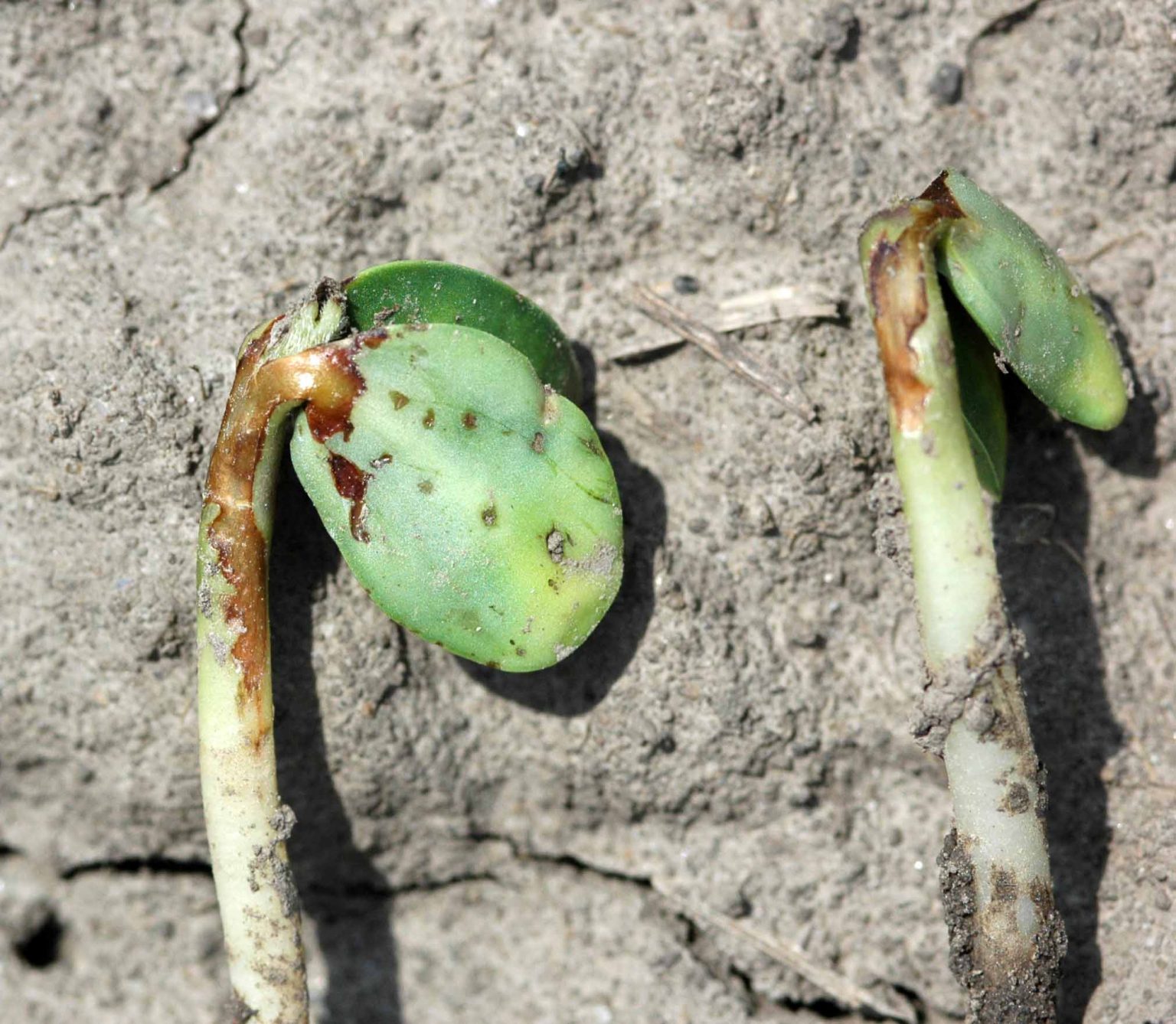 Soybean Injury from Soil-Applied Herbicides - farmdoc