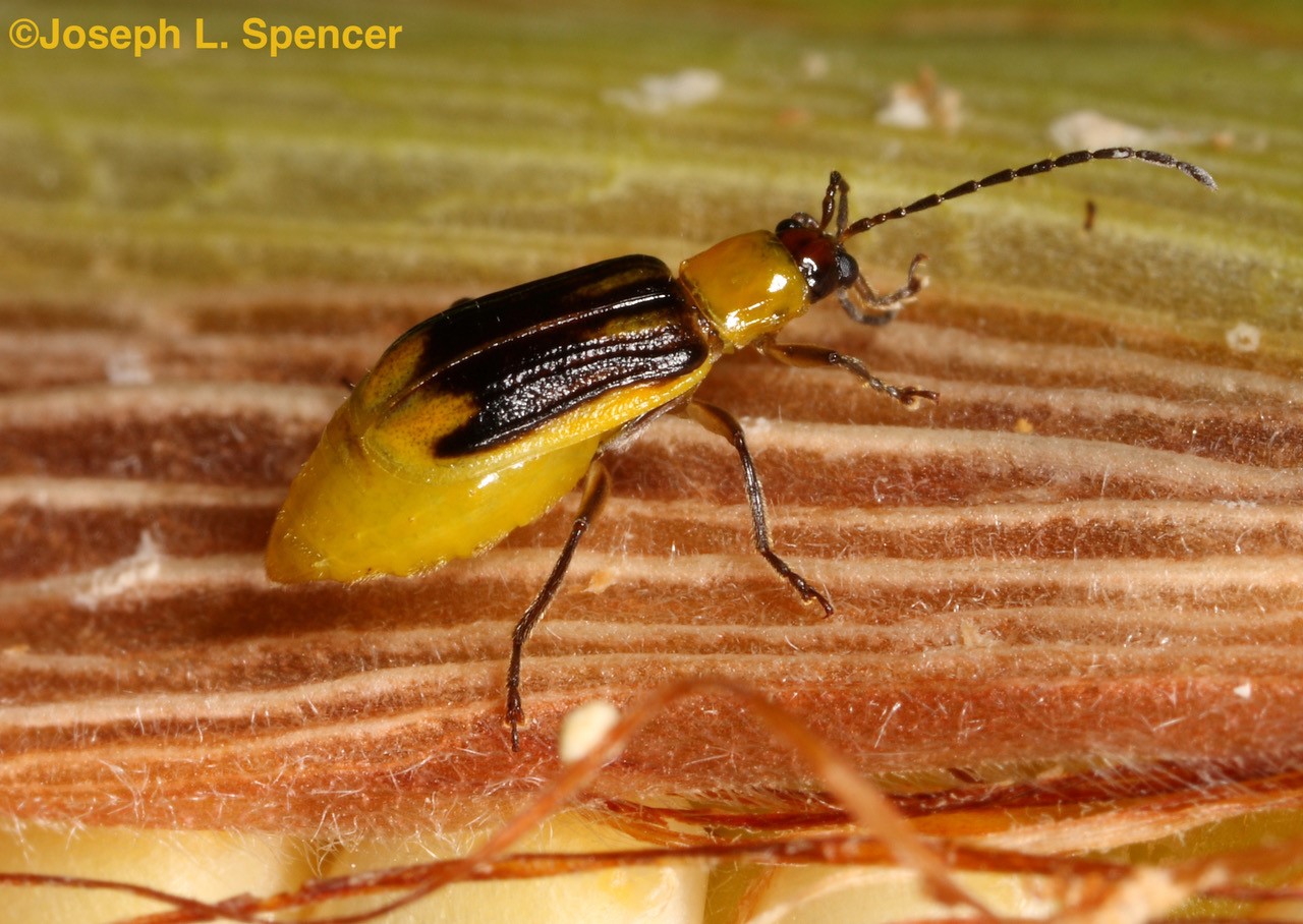 Managing Corn Rootworm Populations in Illinois: Considerations for 2018 ...