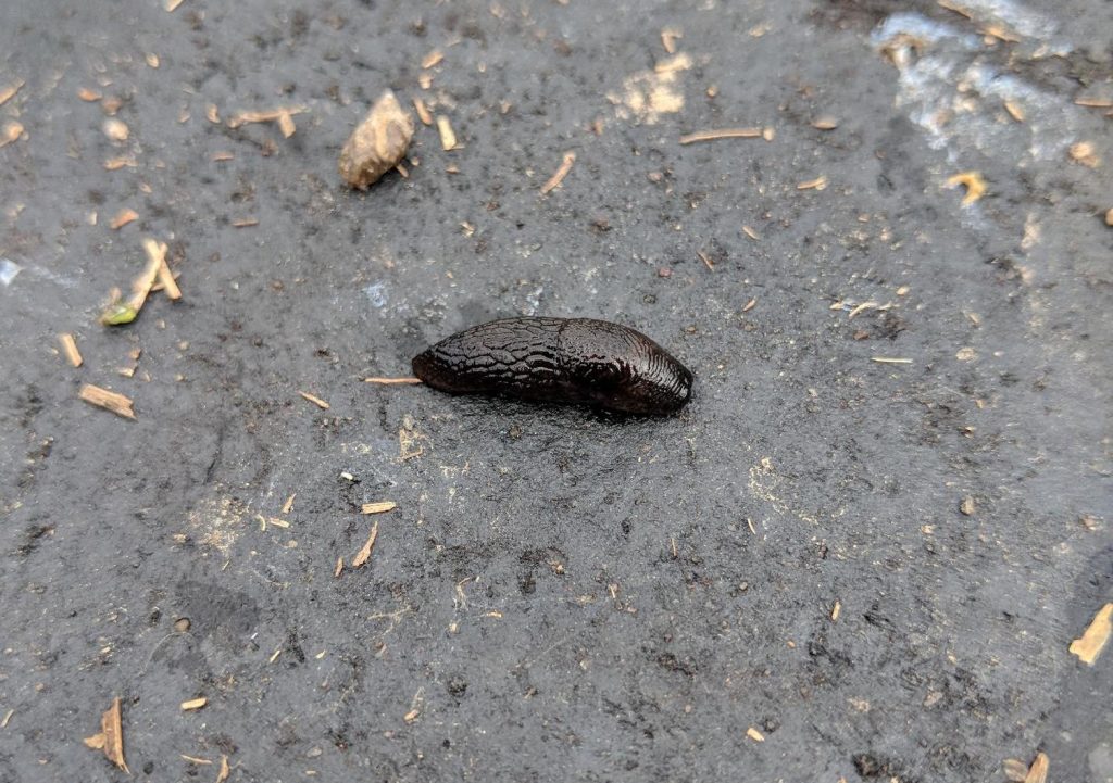 Slug Management in Illinois Field Crops - farmdoc