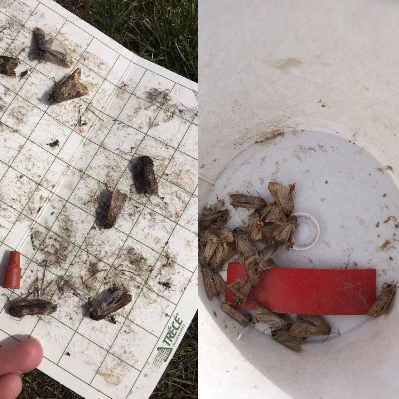 Spring Moth Trapping Set to Begin April 1 - farmdoc