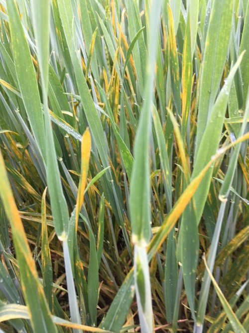 Stripe Rust in S. Illinois - farmdoc