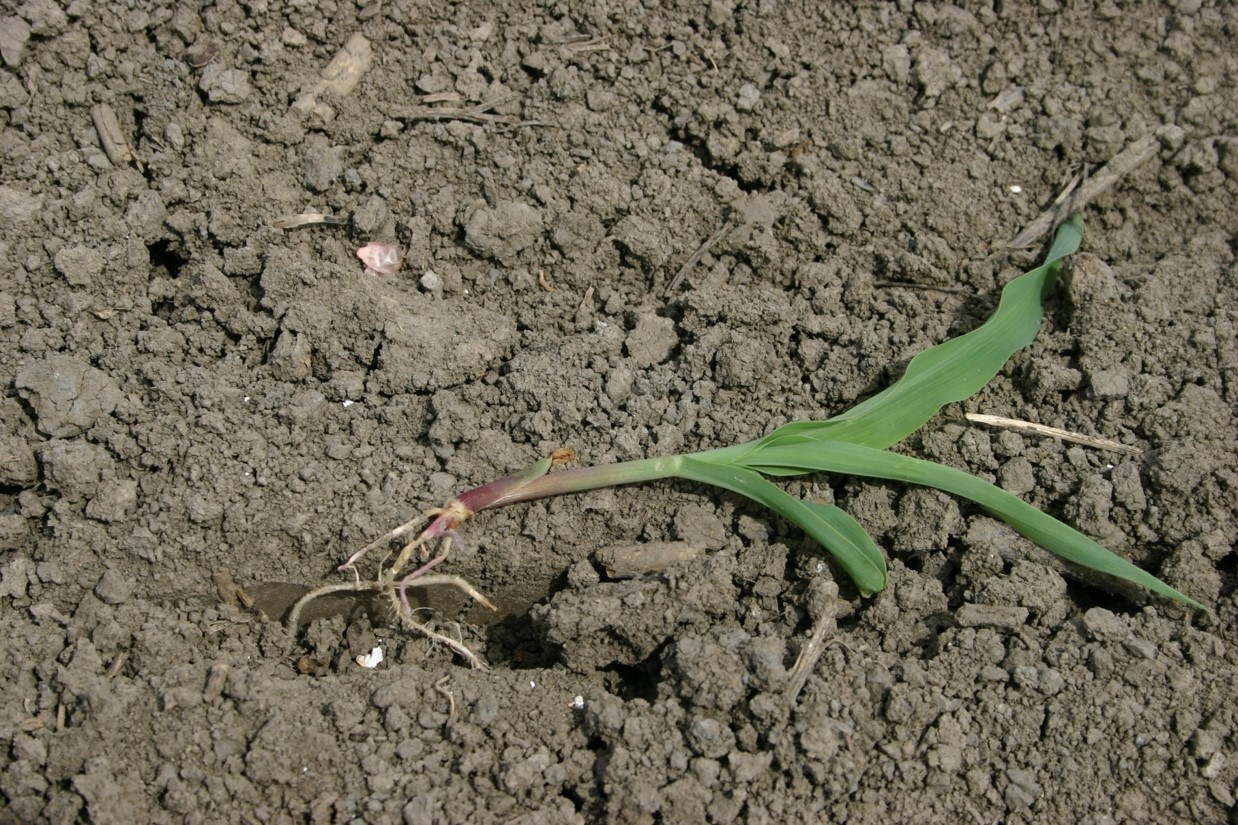 Black Cutworm: Management Considerations in Corn - farmdoc