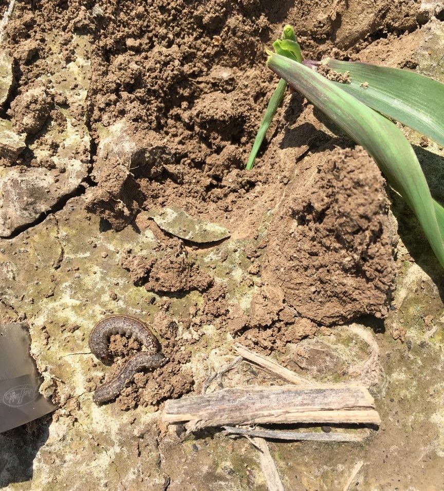 Black Cutworm: Management Considerations in Corn - farmdoc