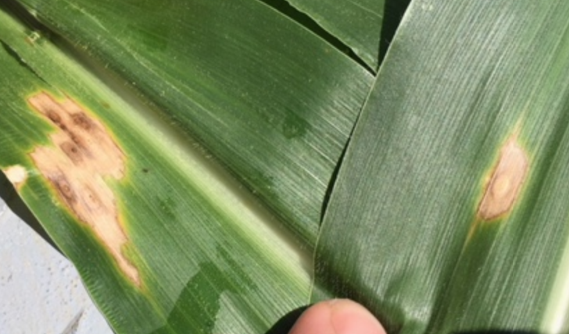 Corn disease updates - farmdoc