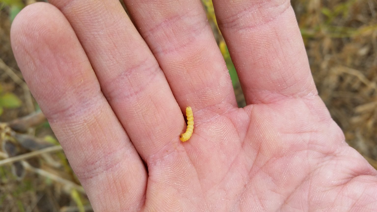 Dectes Stem Borer and Lodged Soybeans - farmdoc
