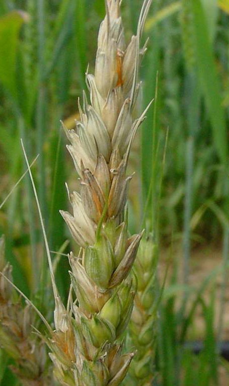 New post on wheat head blight available - farmdoc