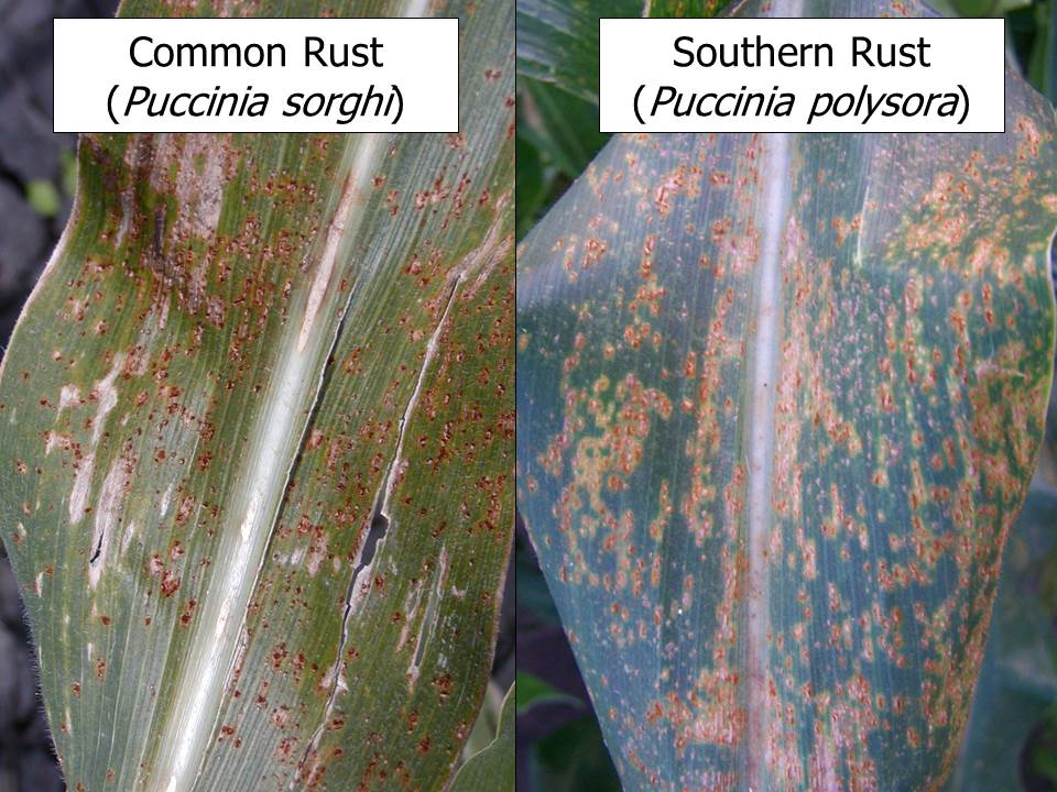 New mapping system to monitor corn rusts - farmdoc