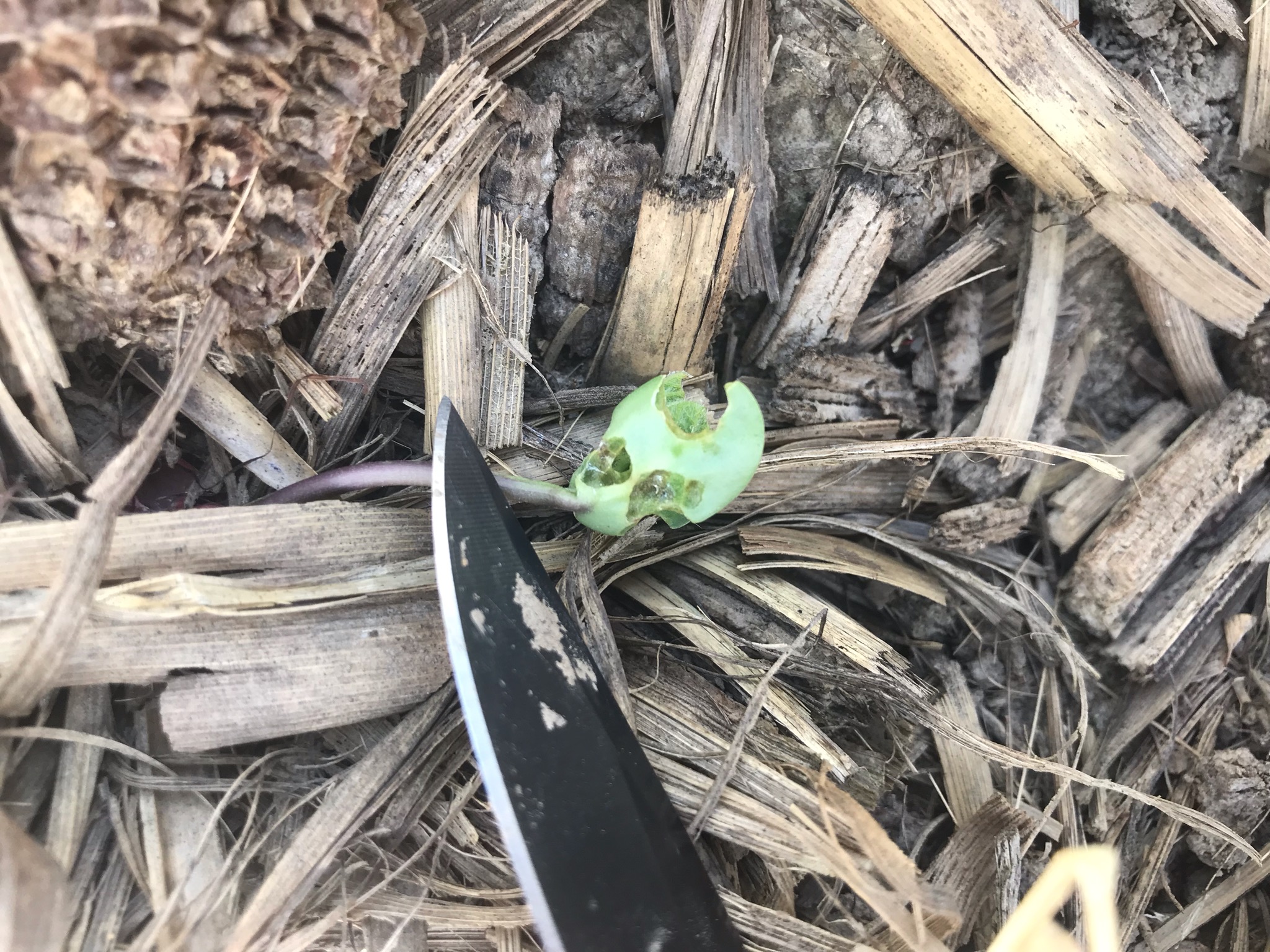 Scouting for Early Season Pests in Corn and Soybean After a Late Start ...