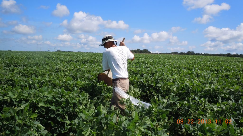 Insect monitoring in soybean: what to look for during pod fill - farmdoc