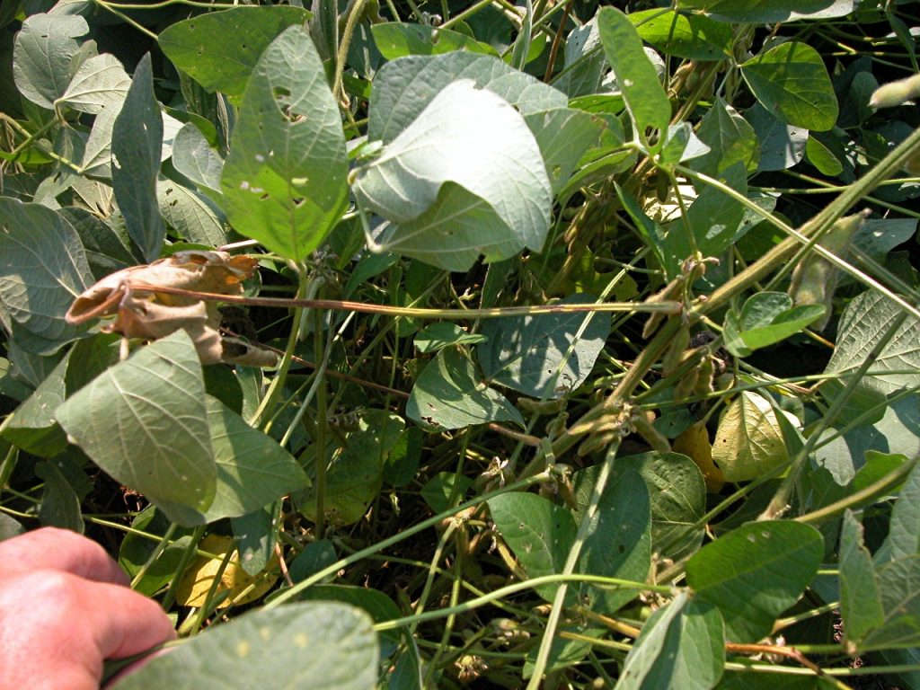 Insect monitoring in soybean: what to look for during pod fill - farmdoc