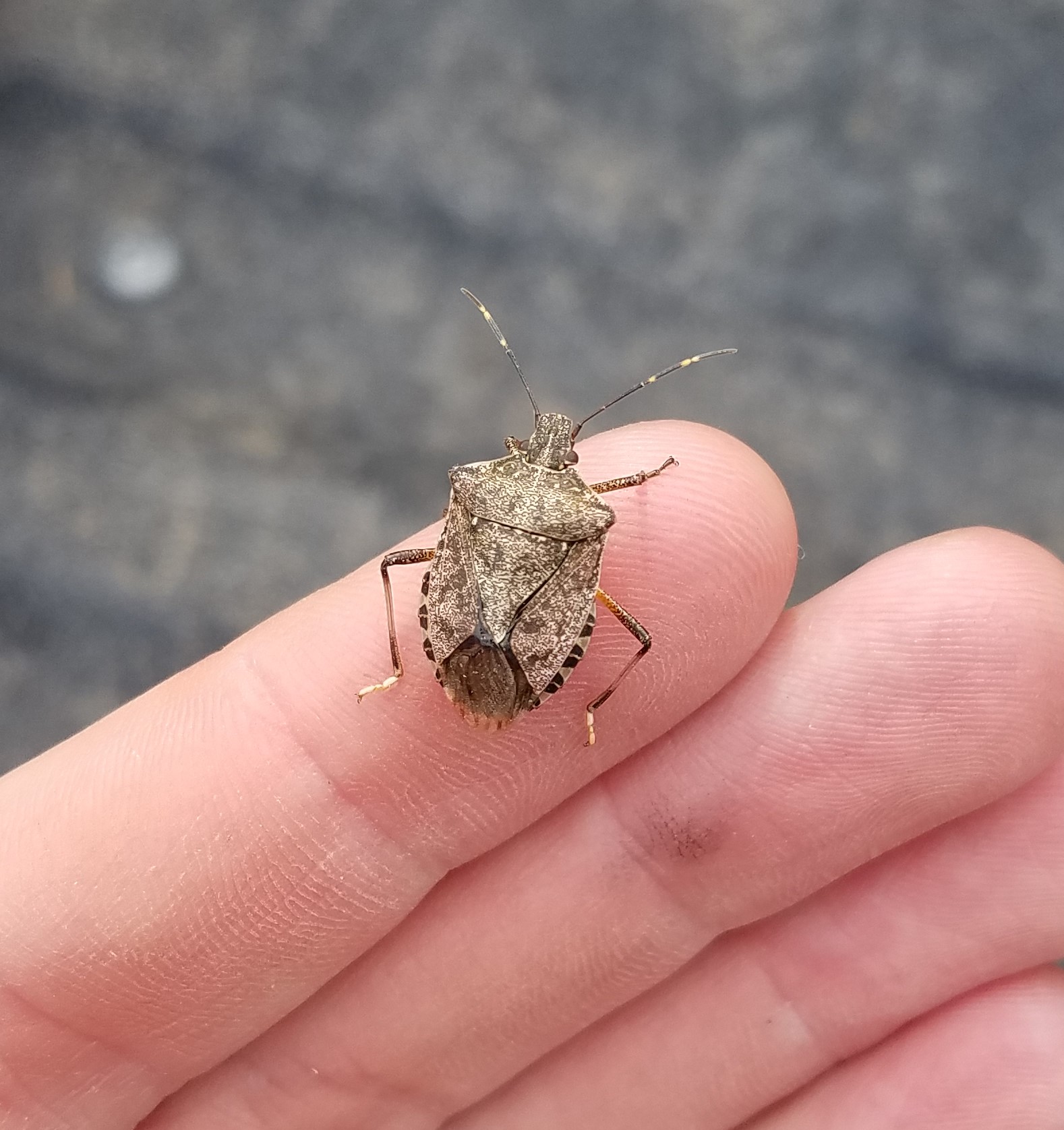 Insect monitoring in soybean: what to look for during pod fill - farmdoc