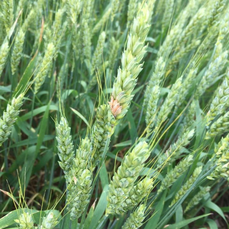 Heads up- for Fusarium head blight - farmdoc