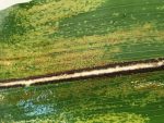 Physoderma Brown Spot and Node Rot in Corn • farmdoc