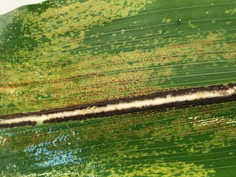 Physoderma Brown Spot and Node Rot in Corn - farmdoc