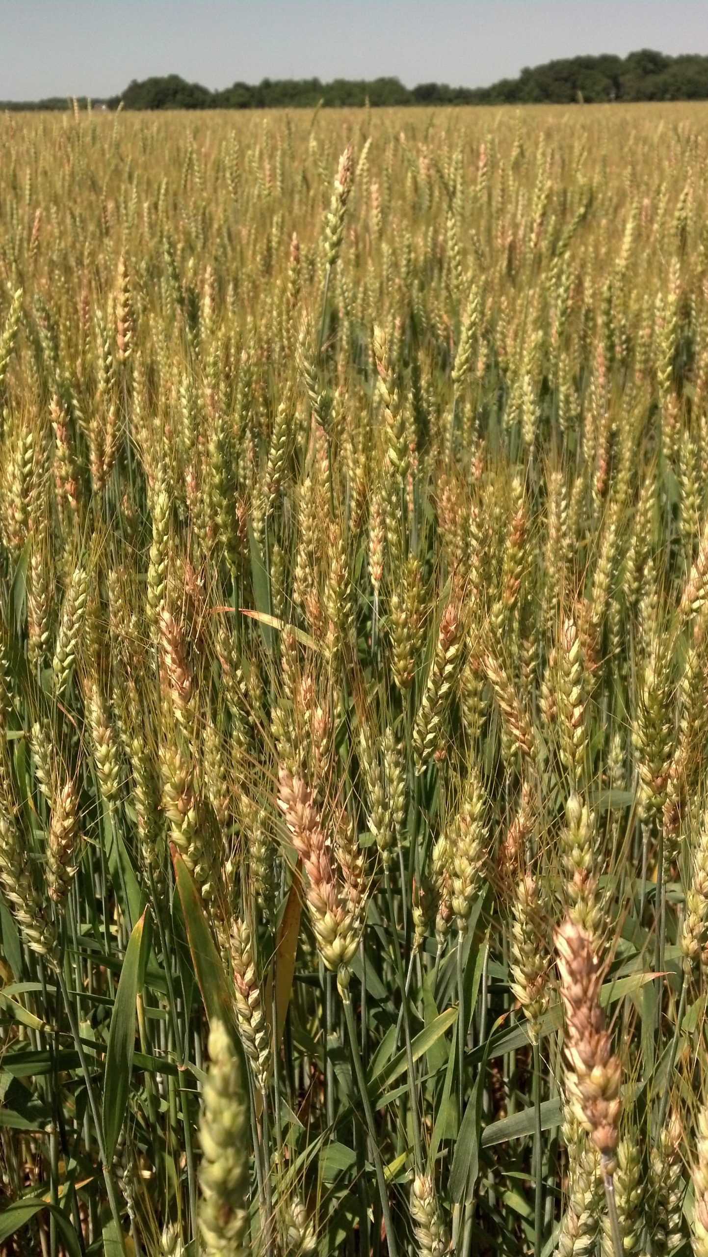 Wheat Head Blight – Thoughts on Managing DON - farmdoc