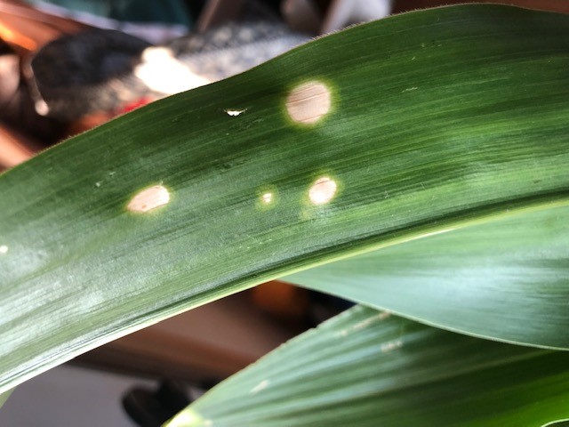 Holcus spot in Illinois Corn - farmdoc