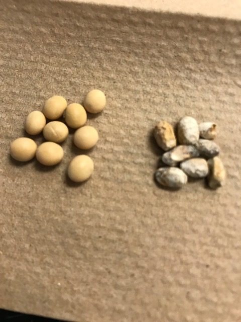 Seed Quality Issues a Concern in 2019 Soybeans - farmdoc