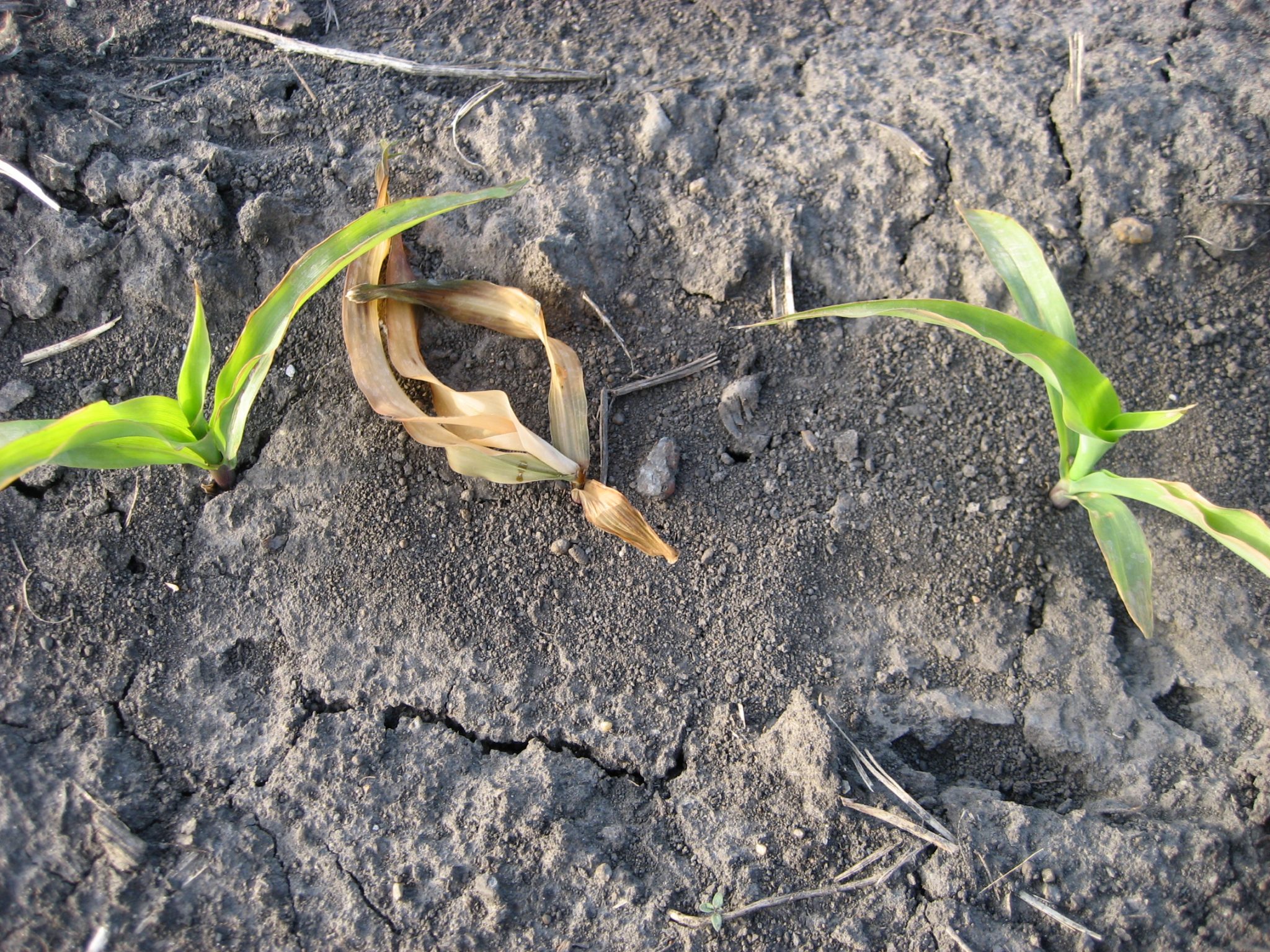 Watch for early-season pests when crop development is slow - farmdoc