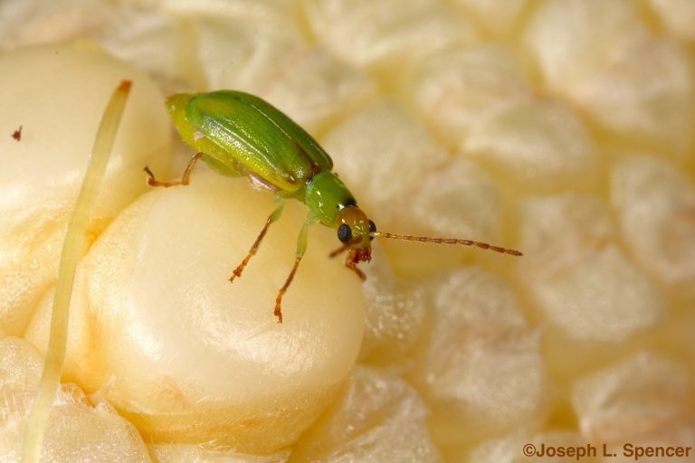 New for 2021: Join the Corn Rootworm Adult Monitoring Network in ...