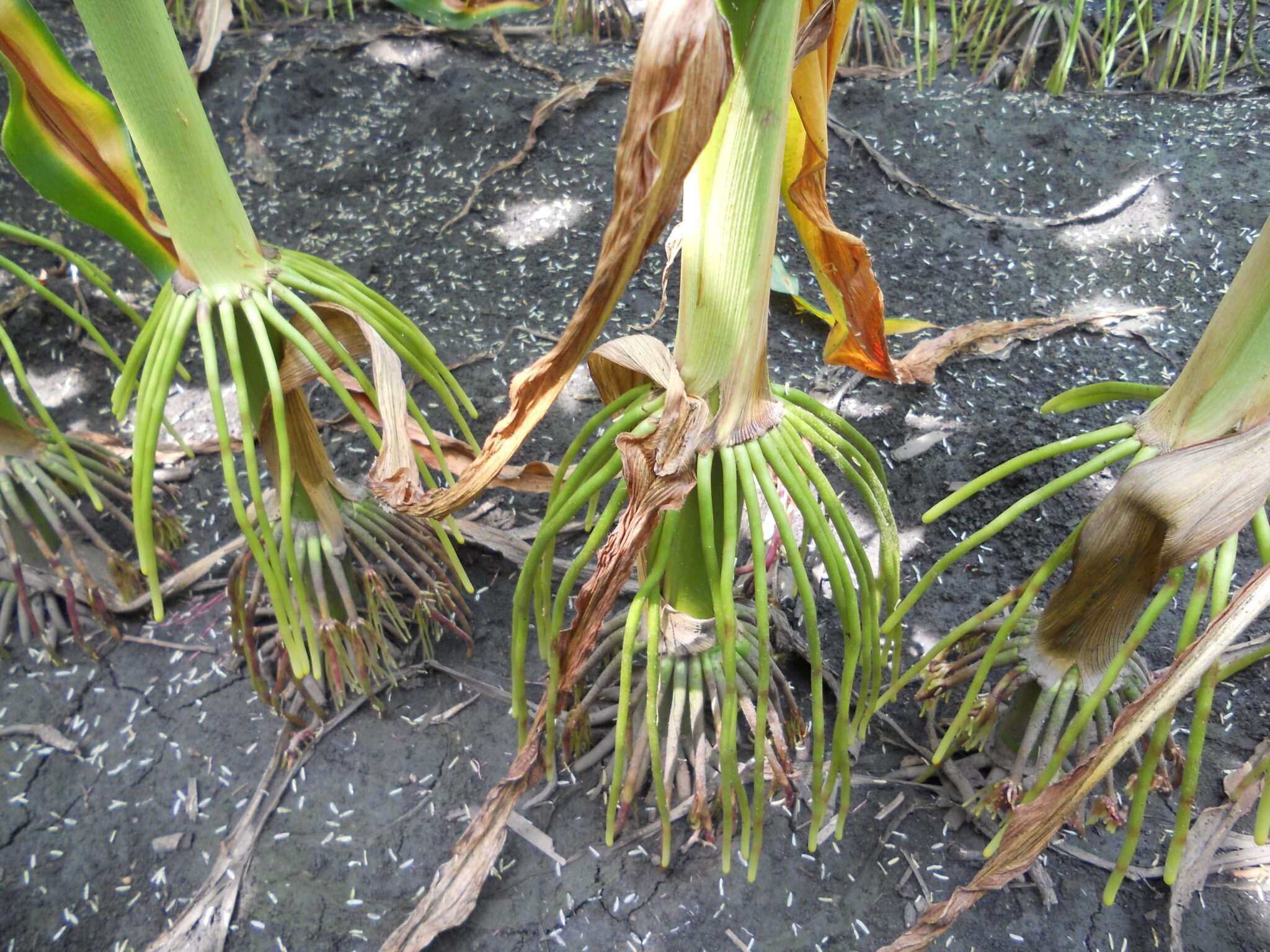 Wet Soils and Corn - farmdoc
