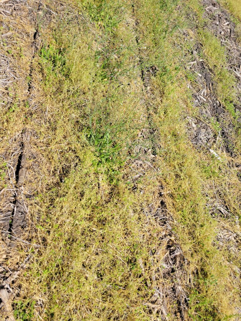 Illinois Crops Update 5/20/2022 - farmdoc