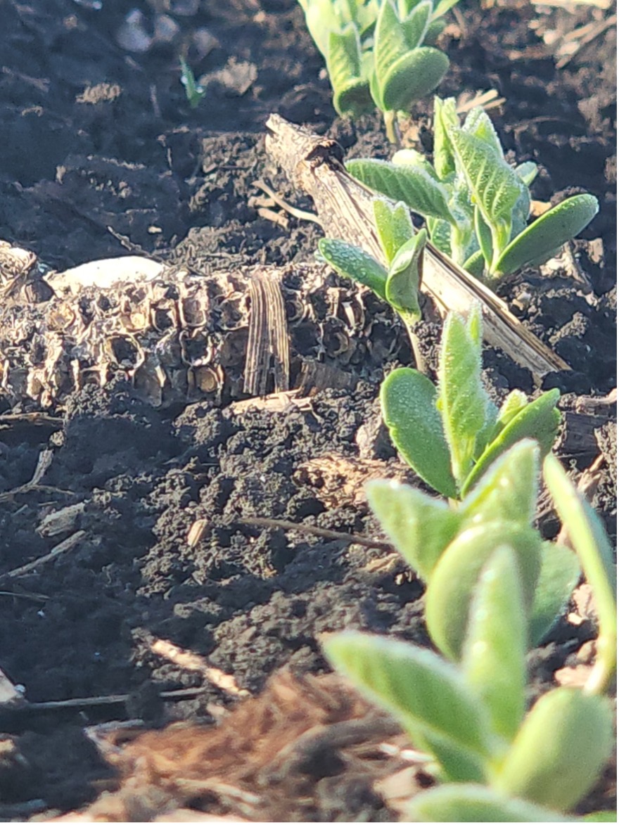 Illinois Crops Update 5/20/2022 - farmdoc