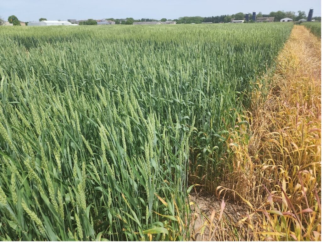 Illinois Crops Update 5/20/2022 - farmdoc