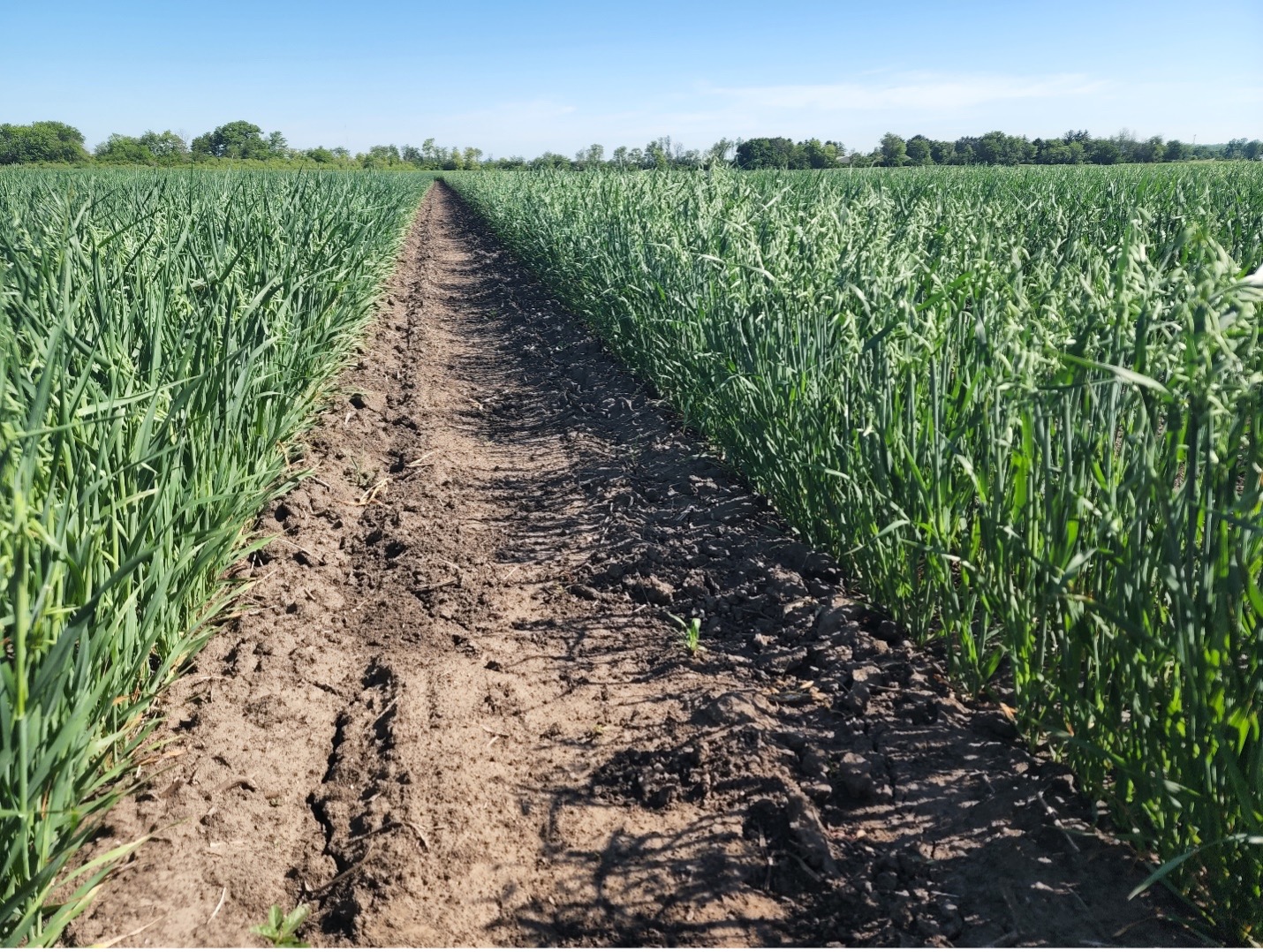 Illinois Crops Update 6/10/2022 - farmdoc