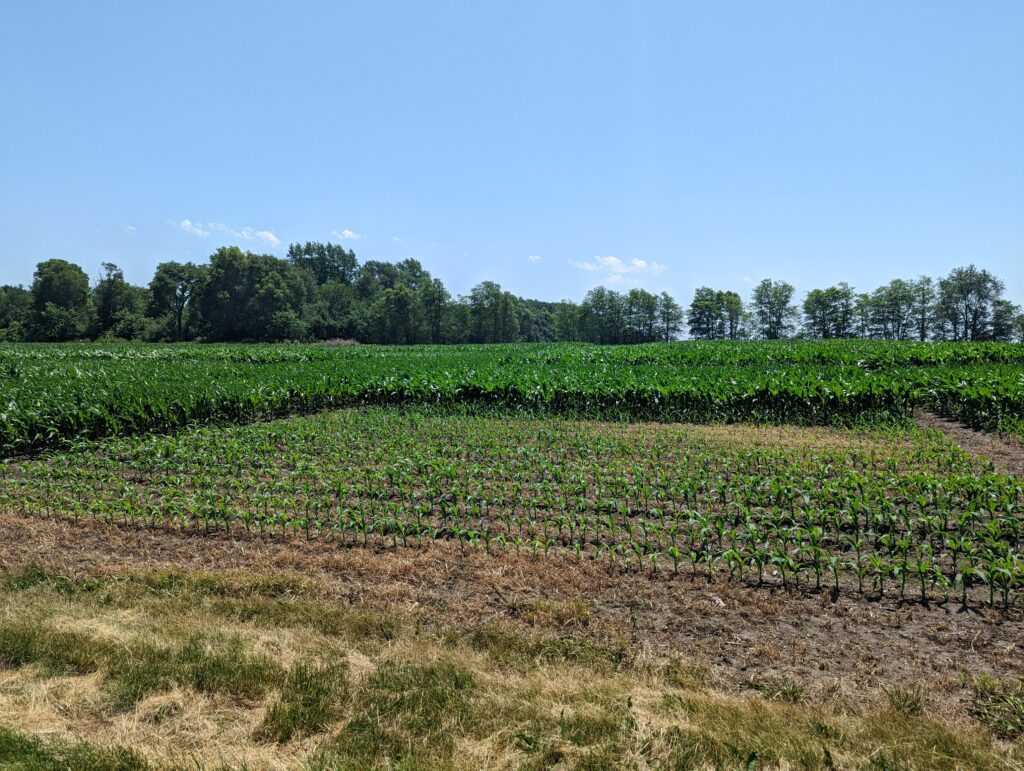 Illinois Crops Update 6/24/22 - farmdoc
