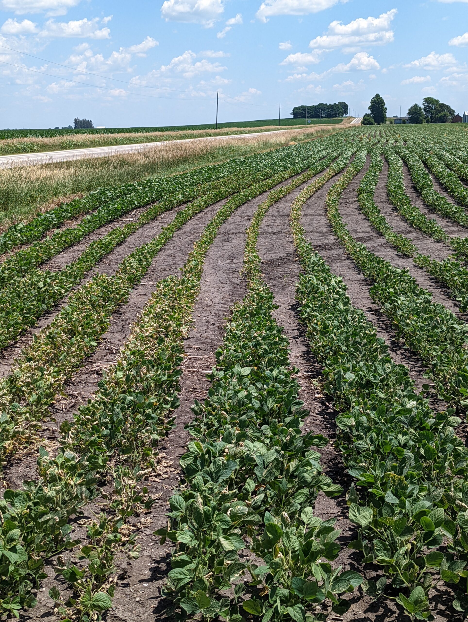 Illinois Crops Update 7/1/2022 - farmdoc