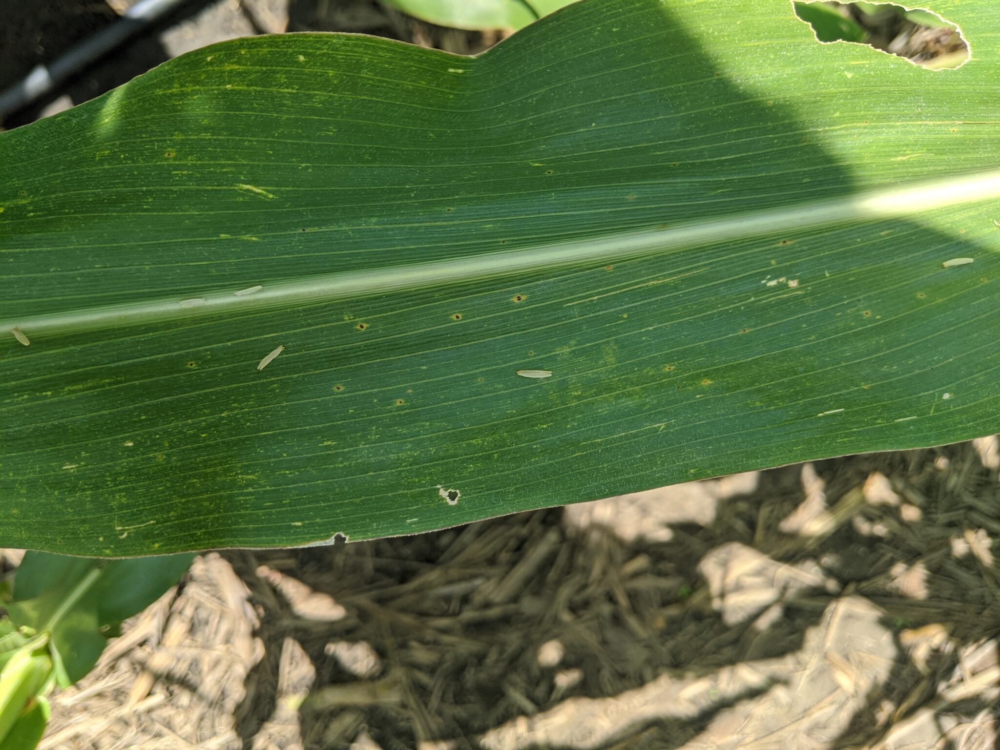 Corn Tar Spot Disease Monitoring in Illinois - farmdoc