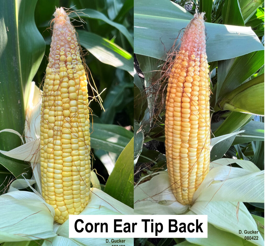 Illinois Crops Update 8/5/2022 - farmdoc