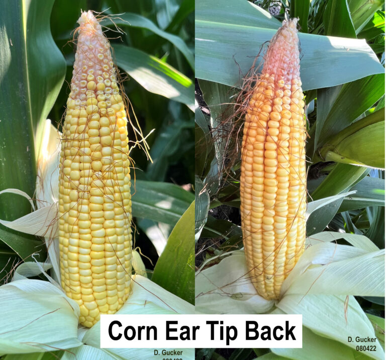 Illinois Crops Update 8/5/2022 - farmdoc