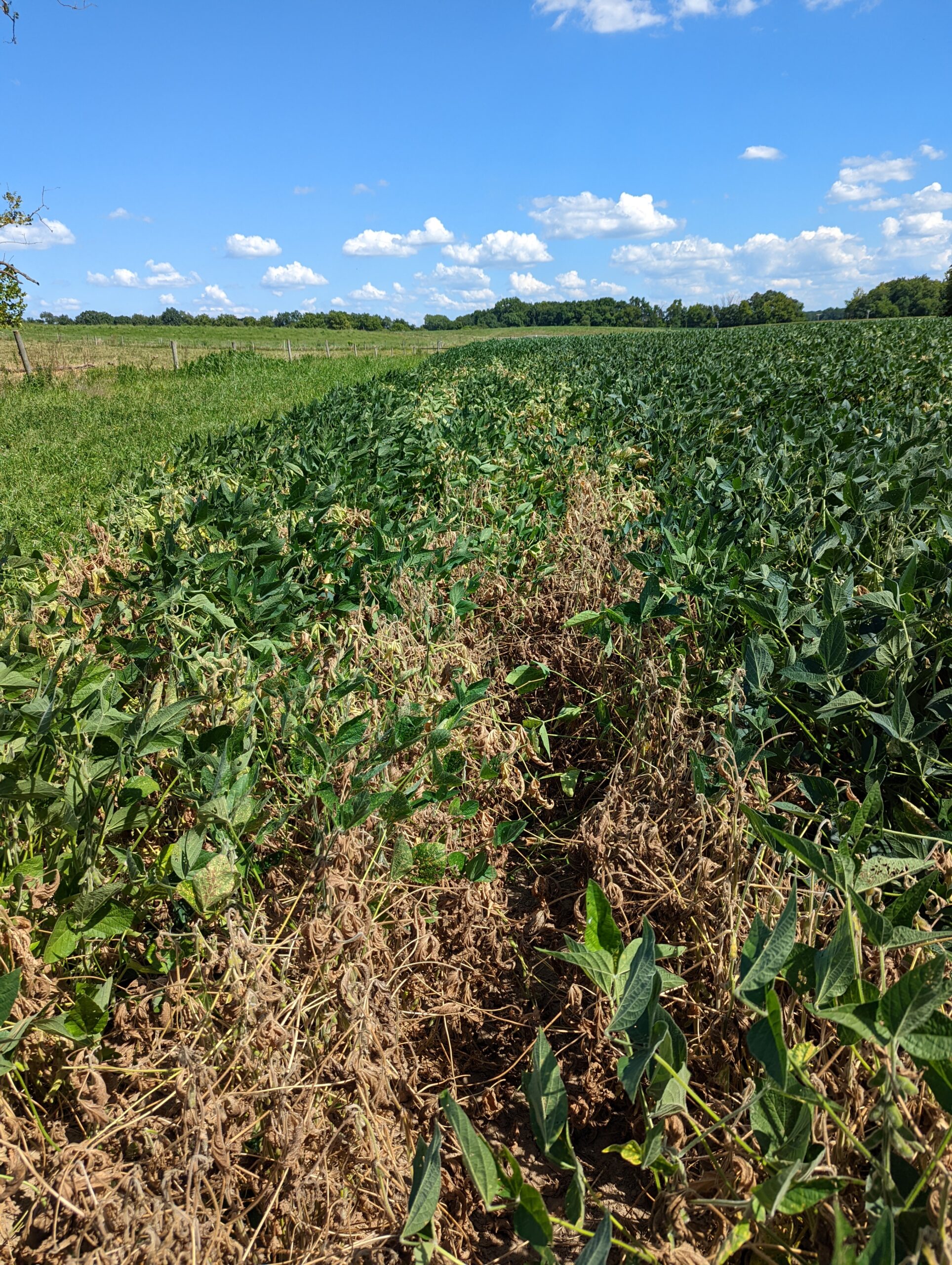 Illinois Crops Update 8/26/22 - farmdoc