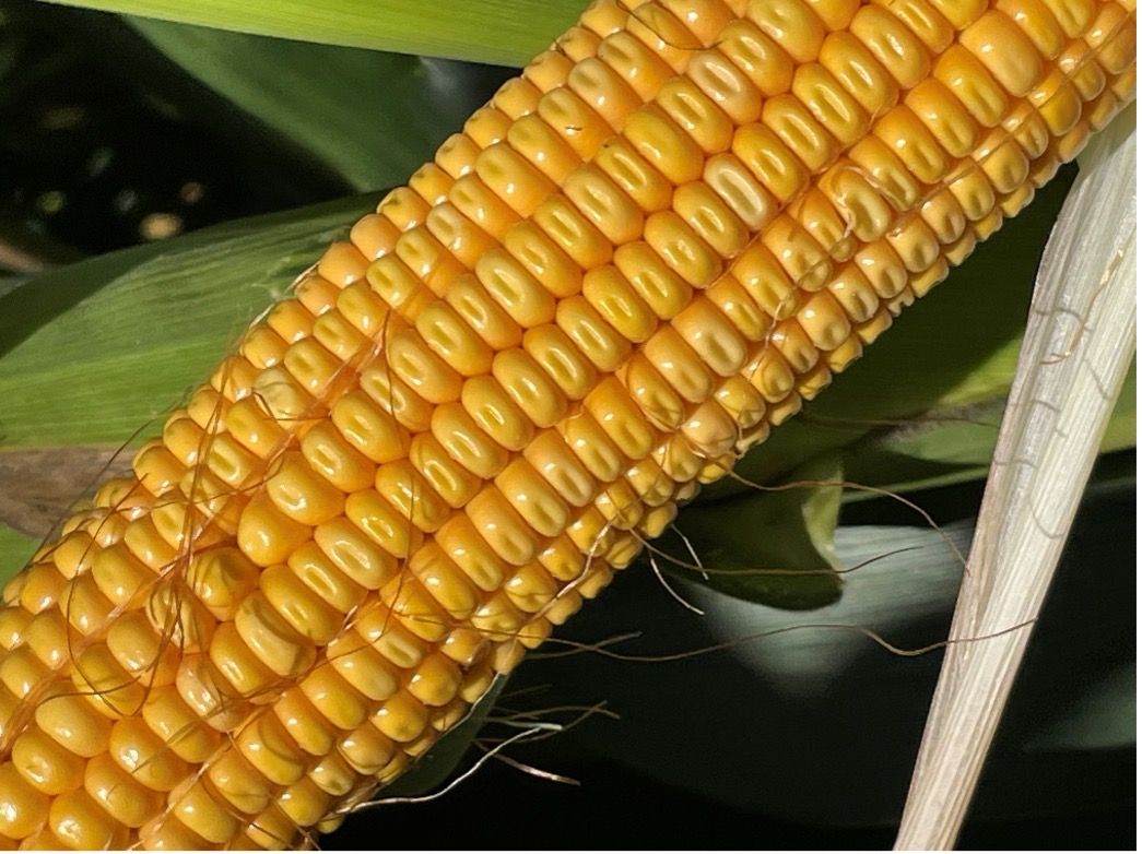 Illinois Crops Update 8/26/22 - farmdoc