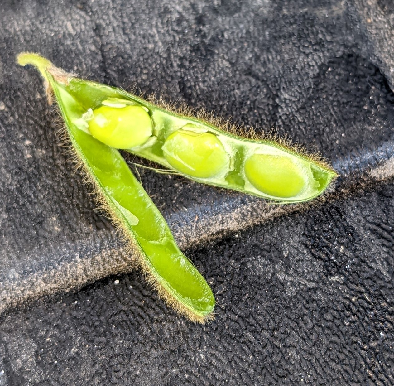 Illinois Crops Update 9/2/2022 - farmdoc