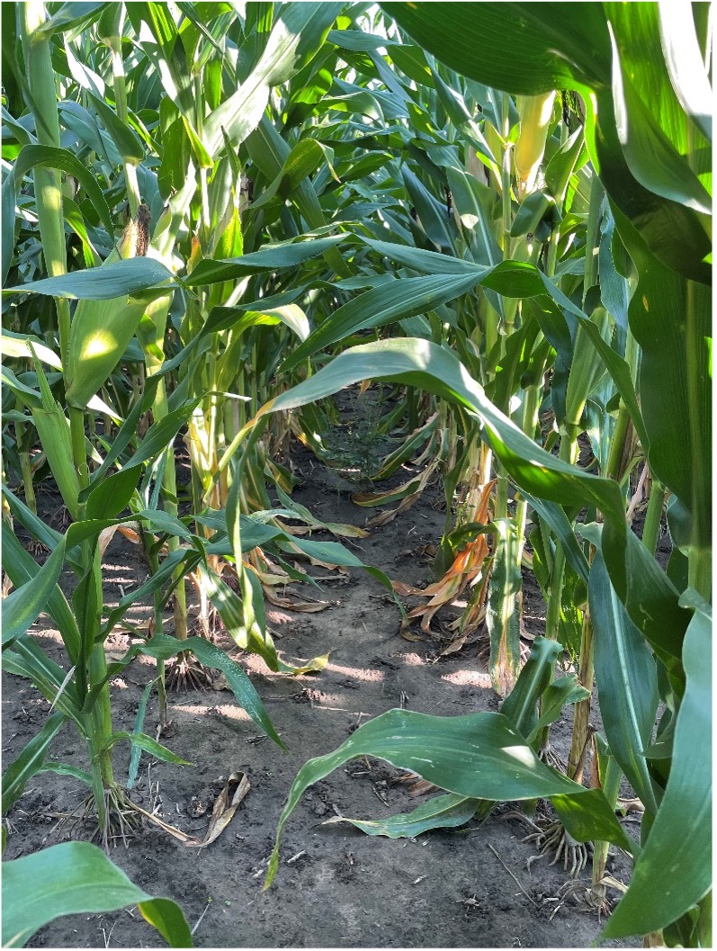 Illinois Crops Update 9/2/2022 - farmdoc