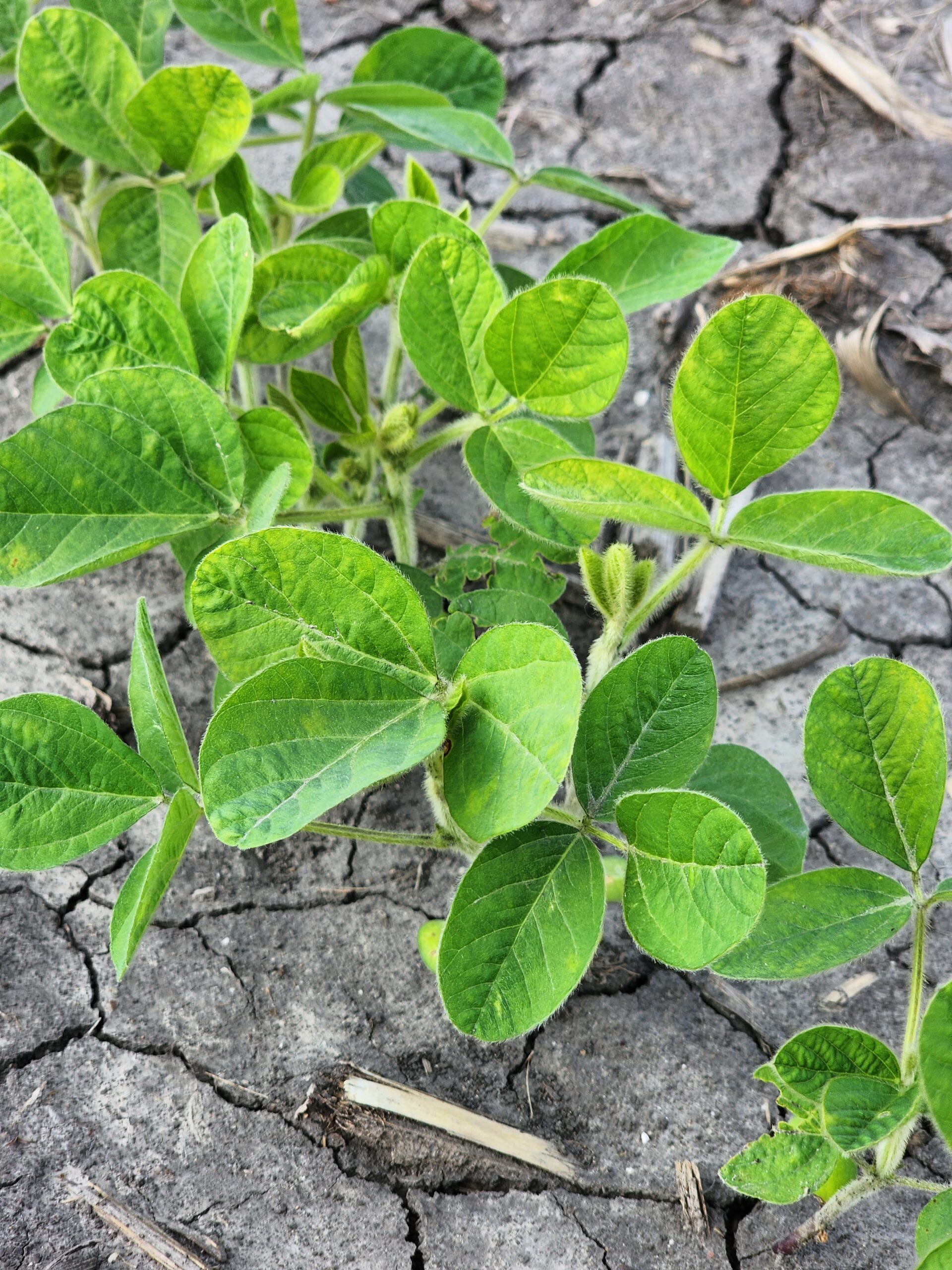 Illinois Crop Update - May 26, 2023 - farmdoc