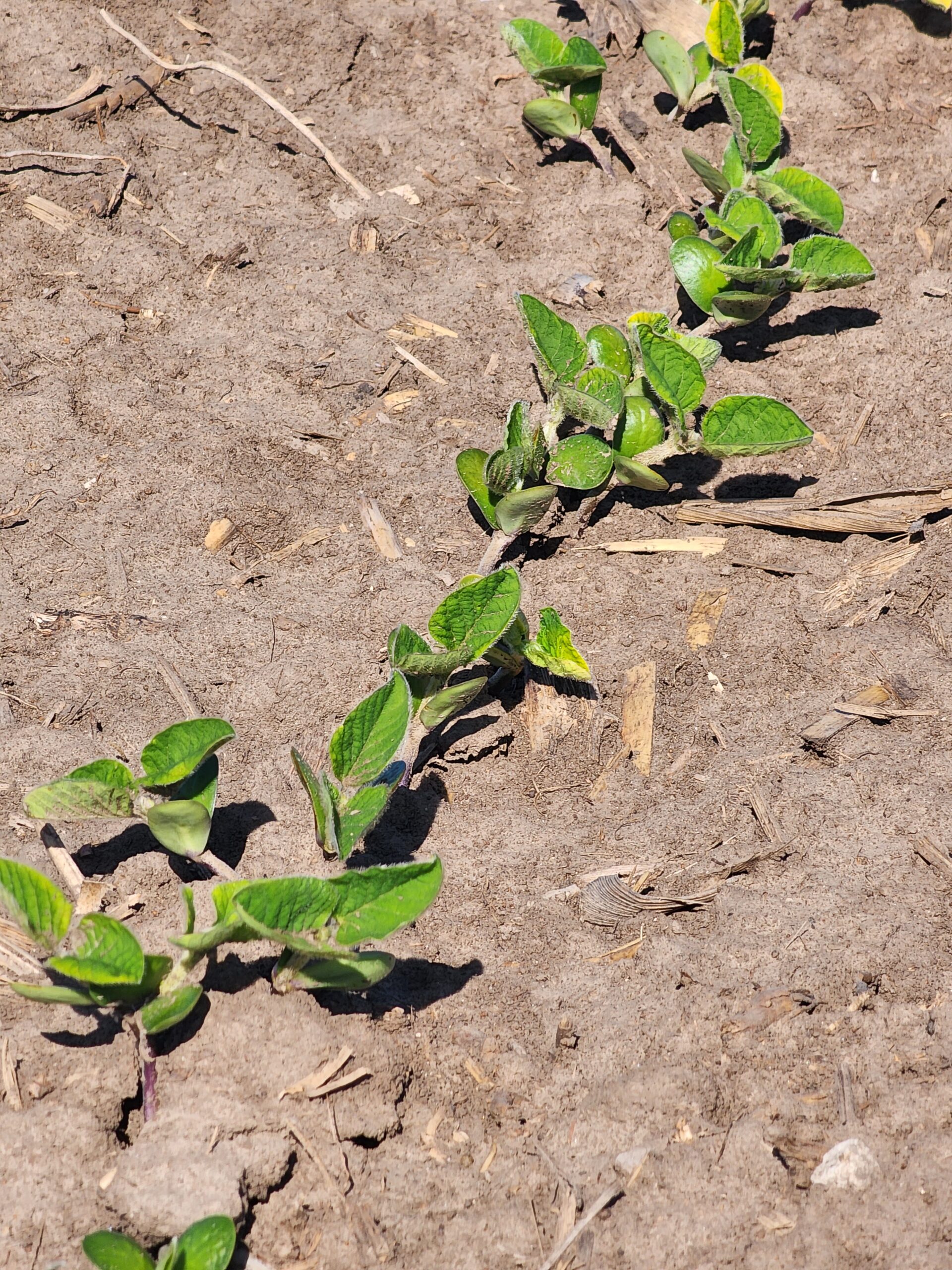 Illinois Crop Update - May 5, 2023 - farmdoc