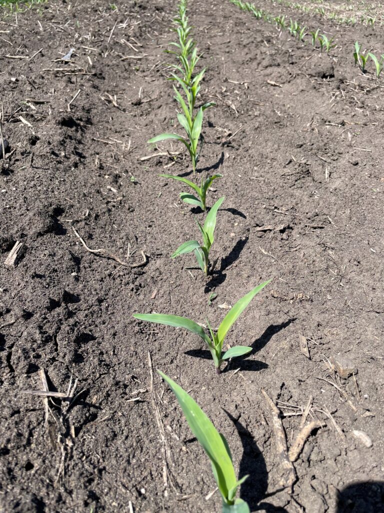 Illinois Crop Update - May 12, 2023 - farmdoc