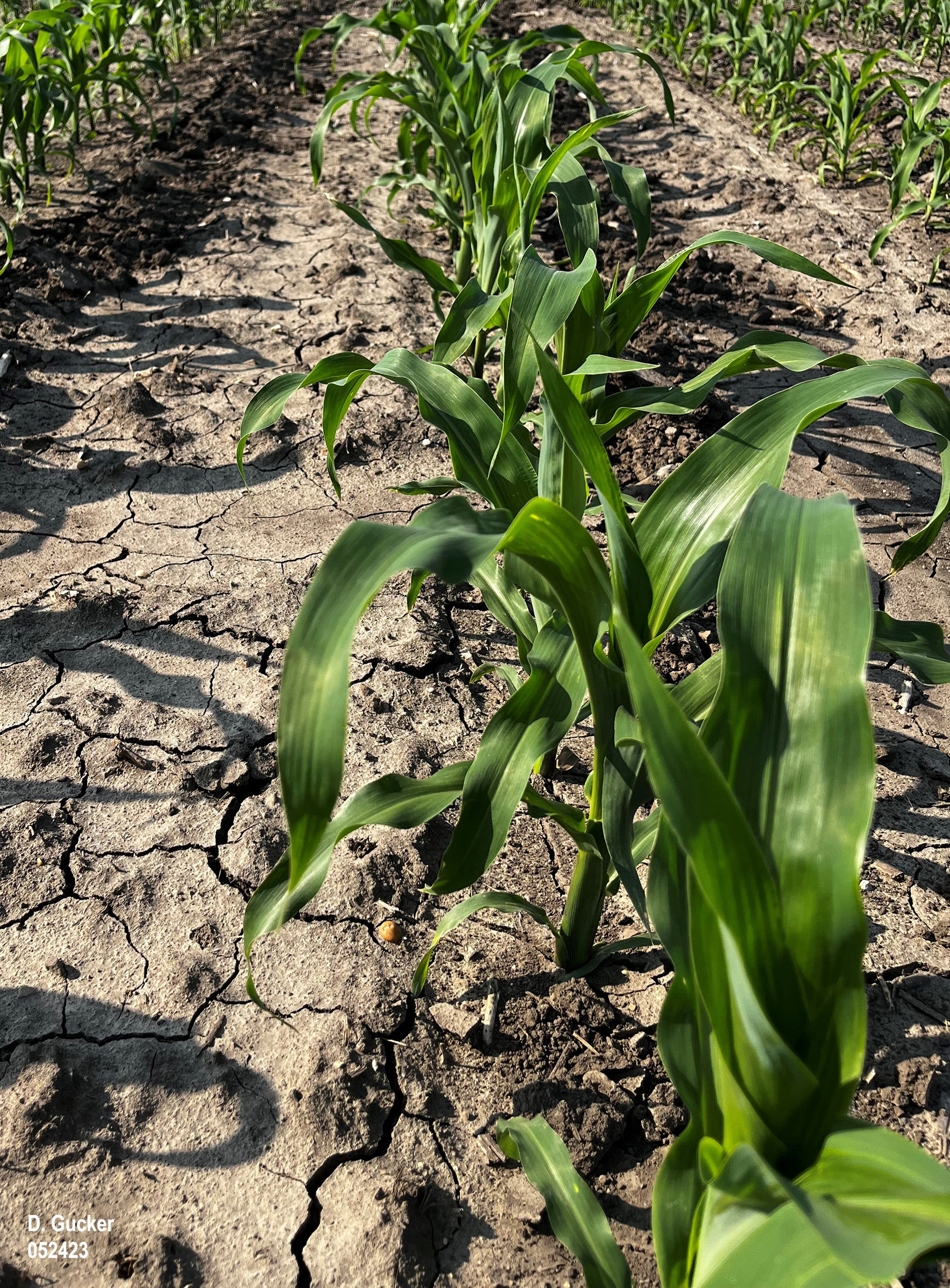 Illinois Crop Update - May 26, 2023 - farmdoc