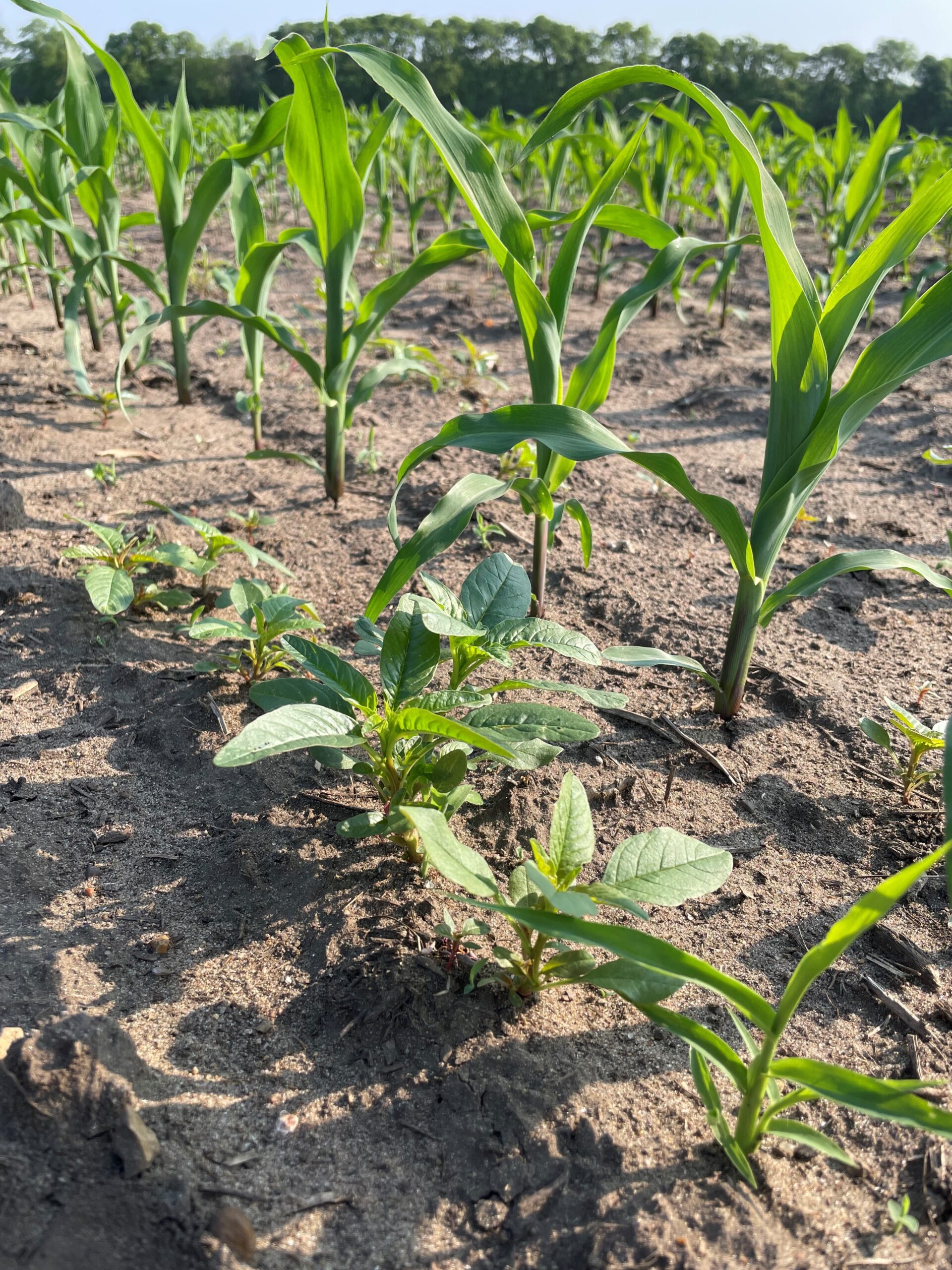 Illinois Crop Update - May 26, 2023 - farmdoc