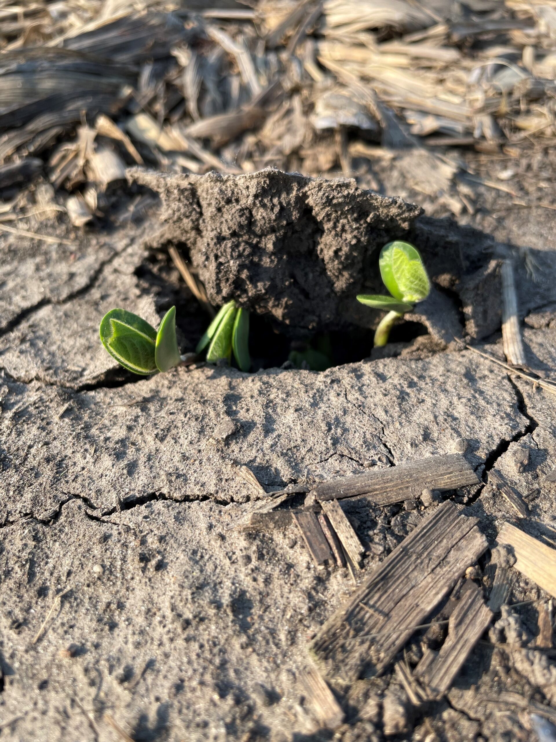 Illinois Crop Update - May 26, 2023 - farmdoc