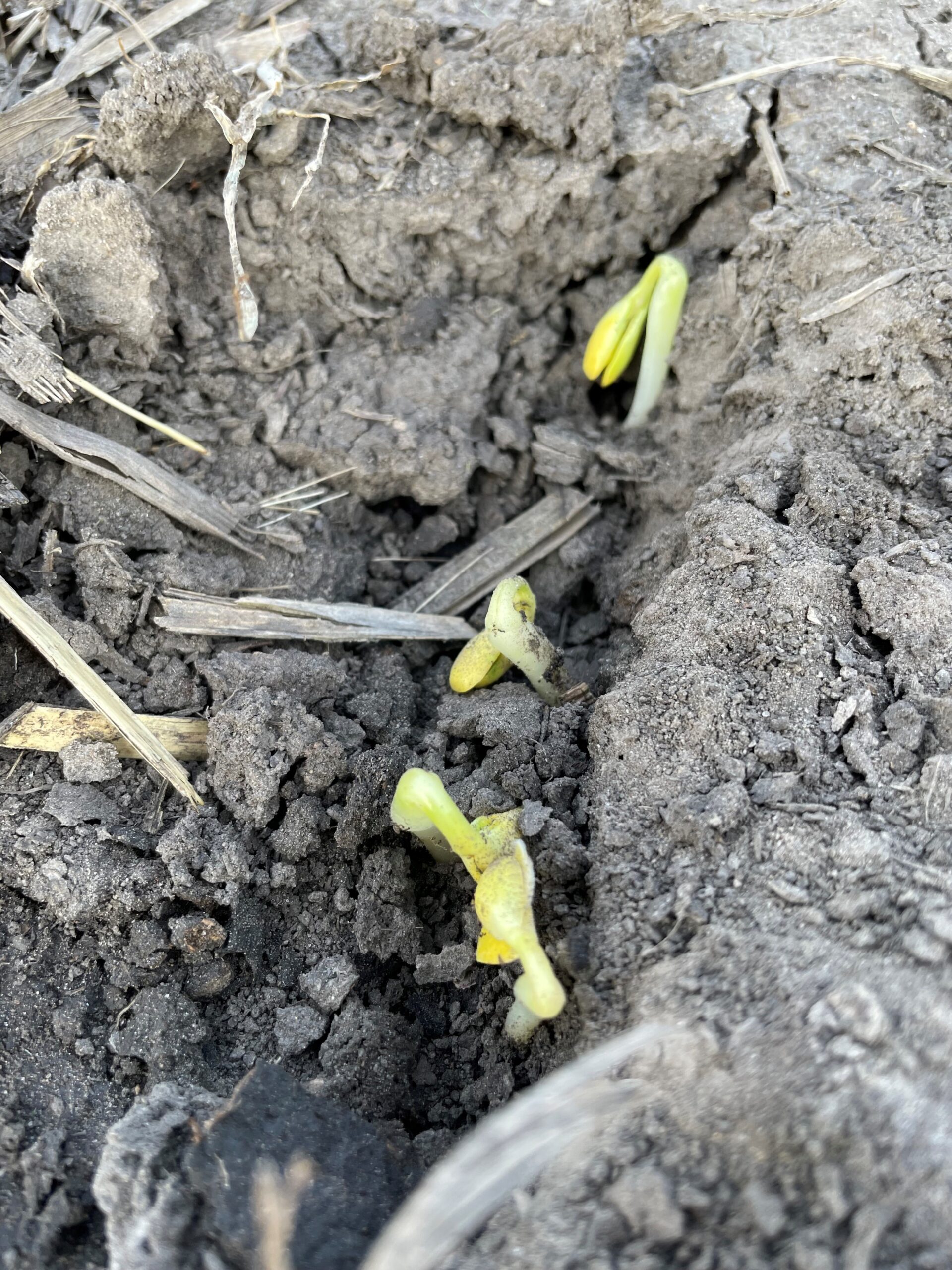 Illinois Crop Update - May 26, 2023 - farmdoc