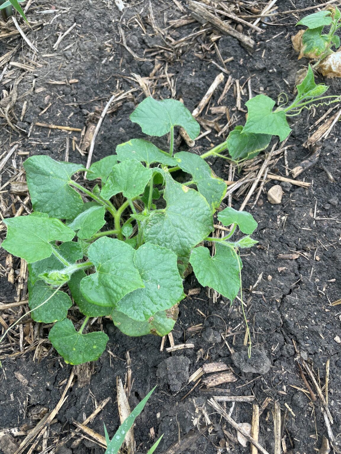 Illinois Crop Update - June 2, 2023 - farmdoc