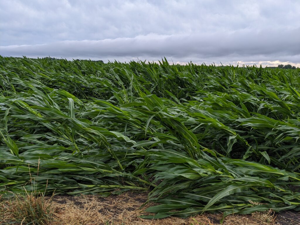 Illinois Crop Update - June 30, 2023 - farmdoc