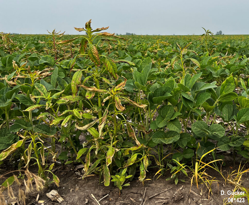 Illinois Crop Update | June 16, 2023 - farmdoc